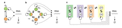 Examples Of Stochastic Gene Expression Models That Are Equivalent To Download Scientific