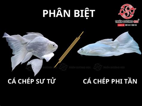 Cá Phi Tần Không Thể Bỏ Lỡ Cho Người Chơi Cá