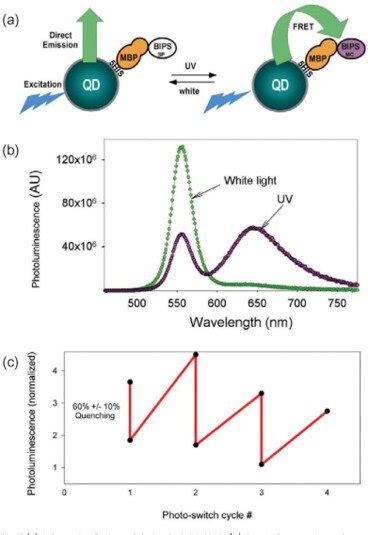 A Schematic Of Qd Modulation By Mbp Bips B Spectral Properties And Download Scientific