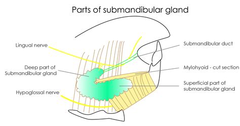 Submandibular Gland Medial Relations