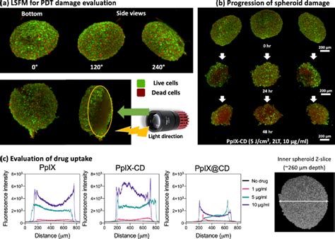 Spheroids Show Directional Damage To Their Morphology After Pdt A