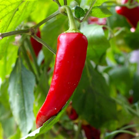 Plant Poivron Blanc Nikita En Pot
