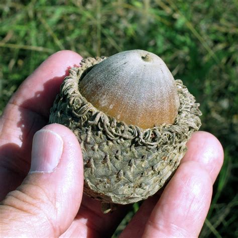 So Many Types Of Oaks So Many Acorns