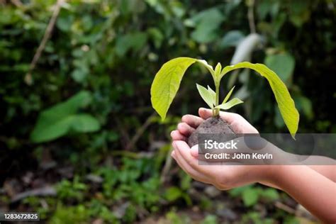 나무 묘목이나 묘목을 들고 있는 어린이 손 세계 환경과 지구의 날 환경 관리 Csr 및 젊은 나이에 인식 새로운 생활 재조림 및 보존 개념 개념에 대한 스톡 사진 및 기타