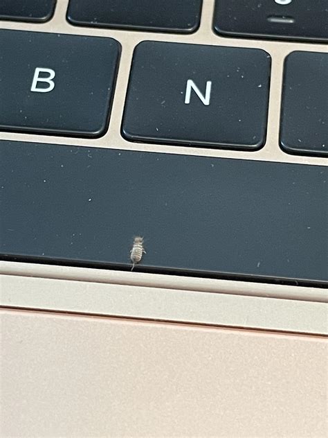 What Is This Bug It Tried To Eat My Apple R Whatsthisbug