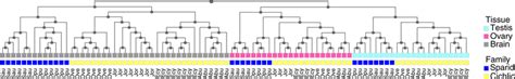 Hierarchical Clustering Analysis Clustering Based On Rna Seq Gonads