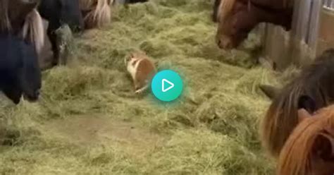 Tough Boss Album On Imgur