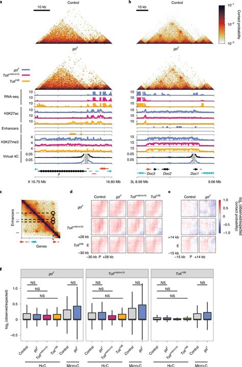 enhancer promoter interactions do not correlate with tissue specific