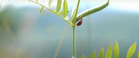Orange Ladybug Meaning A Clue To Your Future