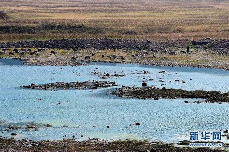 山东旱情持续 村民水库库底放羊[组图] 图片中国 中国网
