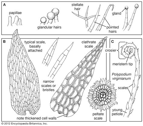 Fern Sporangia Gametophytes Alternation Britannica