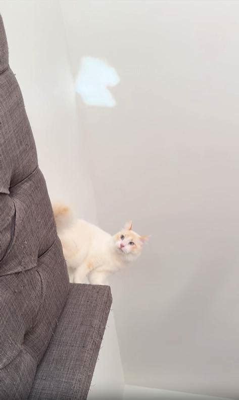 천장 위 빛 그 미스터리를 쫓는 고양이의 눈 디피펫