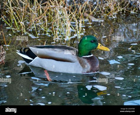Selected Focus The Mallard Anas Platyrhynchos Is A Species Of