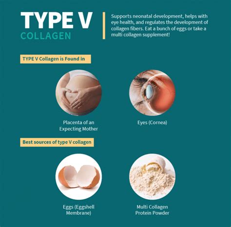 What Are The 5 Types Of Collagen Their Sources And If You Need All 5