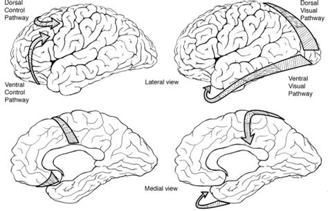 Left Primary Direction Of Corticolimbic Traffic For Organizing Output Download Scientific