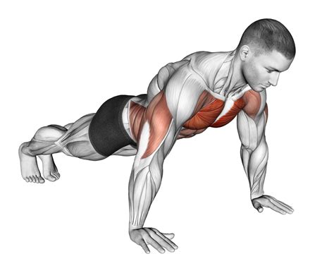 Negative Eccentric Push Up Benefits Muscles Worked And More