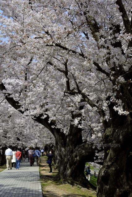 京都淀川河川公園背割堤地区・満開の桜の花の写真素材 Fyi07704520 ストックフォトの Qlean Market