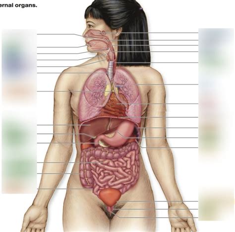 Diagram Of Human Internal Organs Quizlet