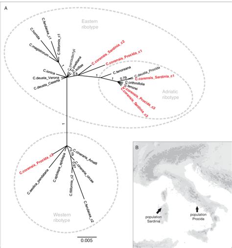 Colour Online Unrooted Consensus Tree Resulting From The Bayesian Download Scientific Diagram