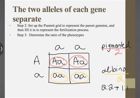 Ib Bio 3 Exam Flashcards Quizlet