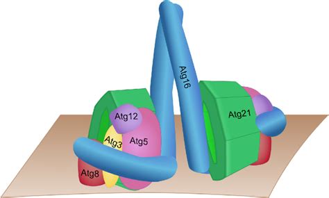 Hypothetical Model Of The Yeast Atg21 Complex Involved In Download Scientific Diagram