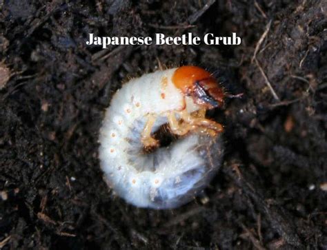 Japanese Beetle Life Cycle Chart At Arnold Frazier Blog