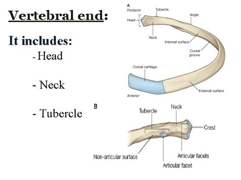Thorax The Thoracic Cage Boundaries Behind Bodies Of