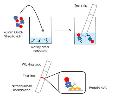 Results For Biotinylation Abcam Antibodies Proteins Kits