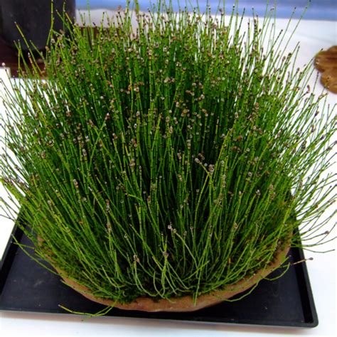 Branched Horsetail Equisetum Variegatum Plant Care And How To Grow Water