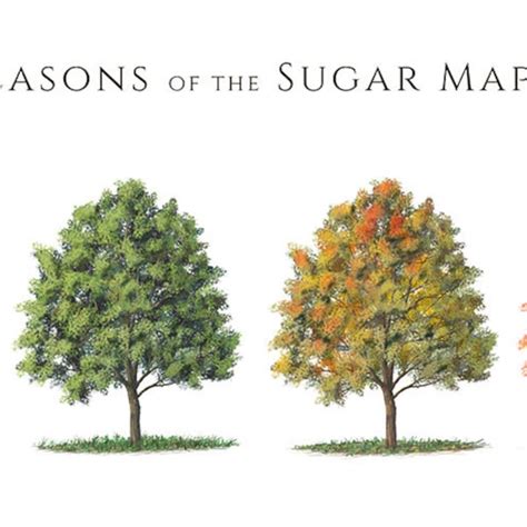 Sugar Maple Tree Etsy