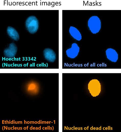 Cytotoxicity Assay Using Ai Driven Fully Automated Eclipse Ji