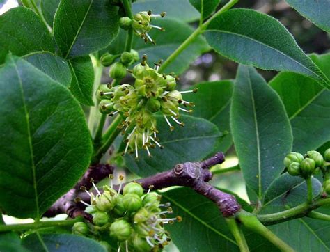 Phellodendron Alchetron The Free Social Encyclopedia