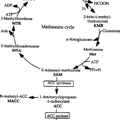 Pdf The Role Of Acc Deaminase Producing Pgpr In Sustainable Agriculture