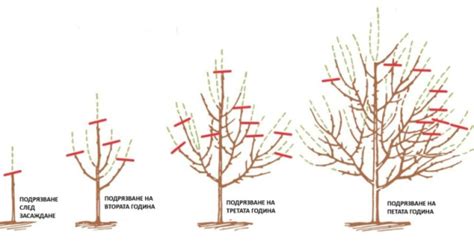 Пролетно подрязване на кайсиевите дървета ето го ключът към обилна реколта без празна година
