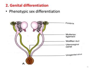 Sexual Growth Development PPTX