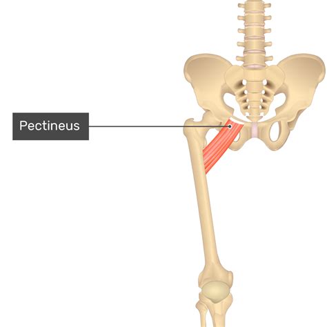 Pectineus