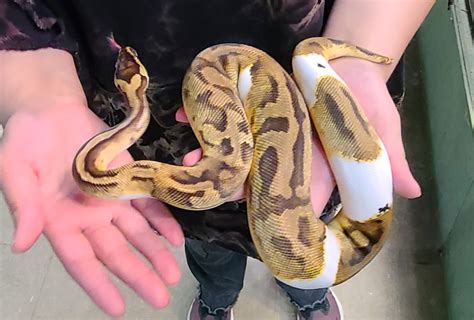 Python Regius Ball Python Enchi Pied Pastel Female Ball Py