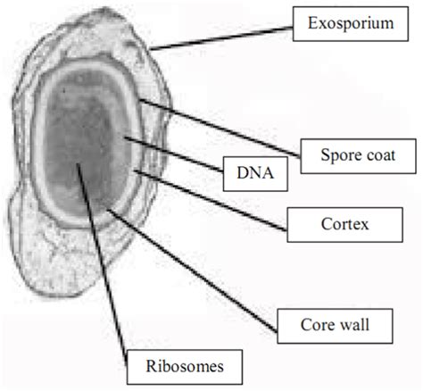 Bacterial Spores Everything Microbiology