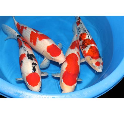 Tamaura Yonsai Sanke Maruten Cm Ma Koi