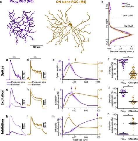 突触前源在两种小鼠视网膜神经节细胞类型中驱动不同水平的周围抑制 Nature Communications X Mol