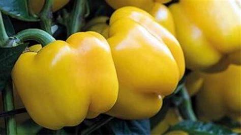 წიწაკის ჯიშები Agronews Ge