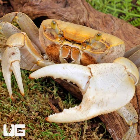 Florida Giant Land Crab For Sale Underground Reptiles