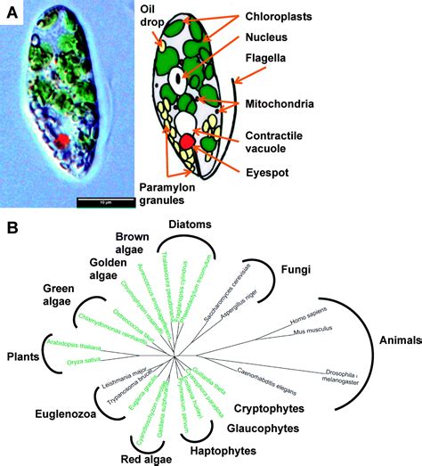 Euglena Gracilis Diagram