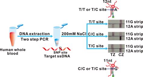 Length Dependent Gold Nanoparticle Labeled Nucleic Acid Probe Based Dual Test Strip For