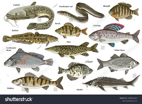 Edible Sea Fish Pictures