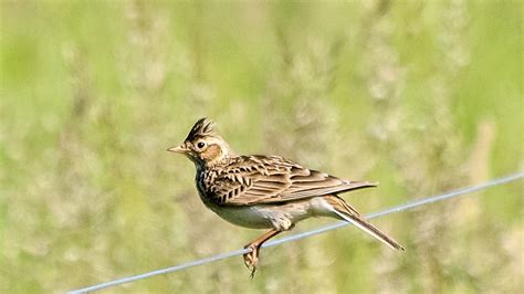 Изчезване застрашава една пета от европейските видове птици Новини бг