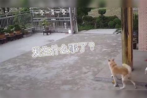 家中突刮大风，狗子眼睁睁看狗窝被吹走，原地懵了家就这样没了原地