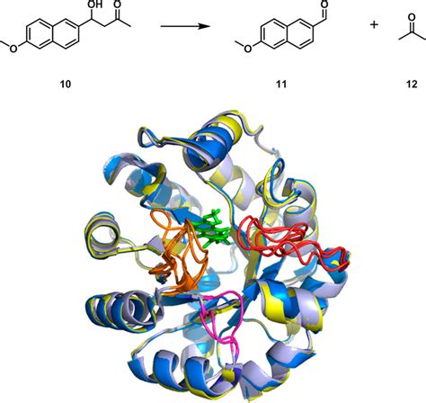 Enzyme Active Site Flexibility Engineering Cd Biosynsis