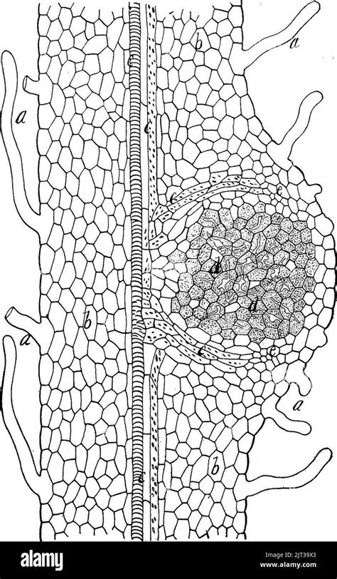 Rhizobium Cross Section Slide