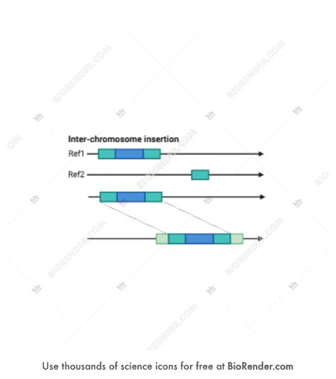 Free Genome Structural Variation Interspersed Duplication Icons